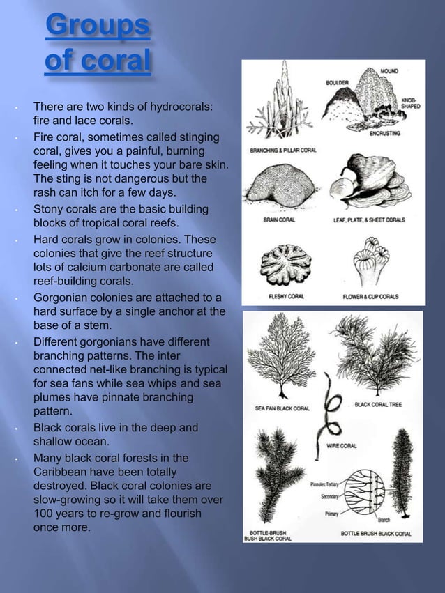 Coral Reefs | PDF