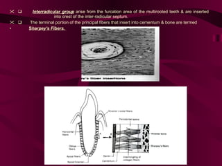 Periodantal ligament | PPT