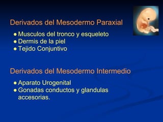 Periodo embrionario | PDF