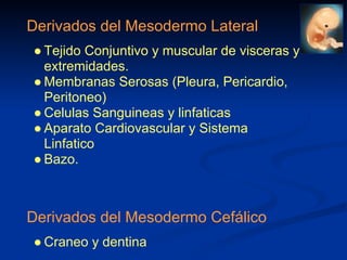 Periodo embrionario | PDF