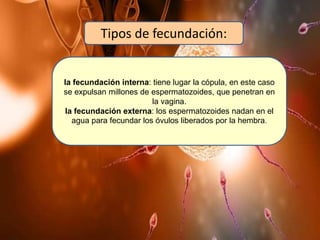 Periodo embrionario | PPTX