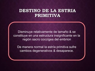 Periodo e mbrionario | PPTX