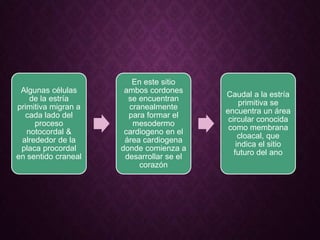 Periodo e mbrionario | PPTX