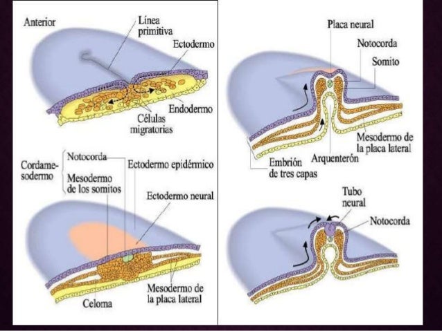 Periodo e mbrionario