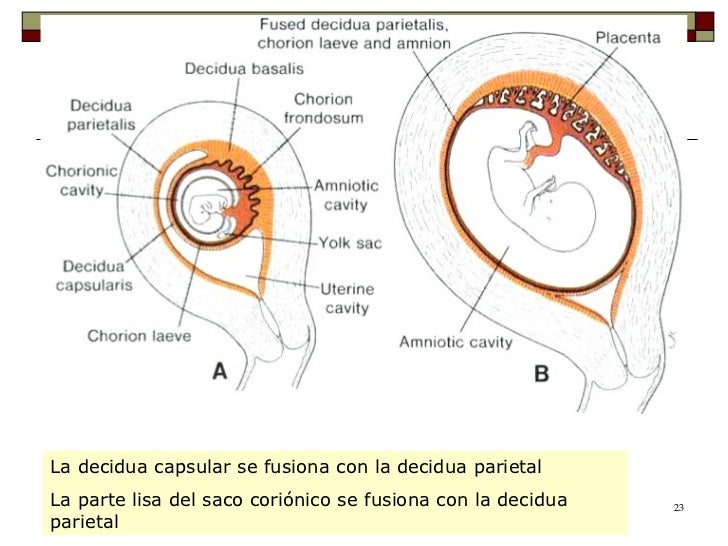 Periodo fetal