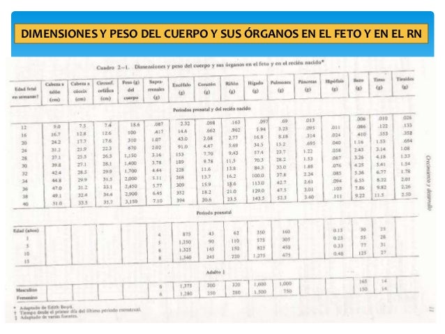PERIODO FETAL (fetal growth)