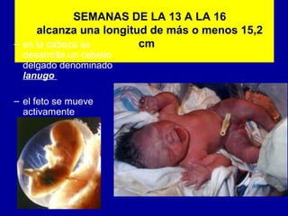 Periodo fetal | PPT