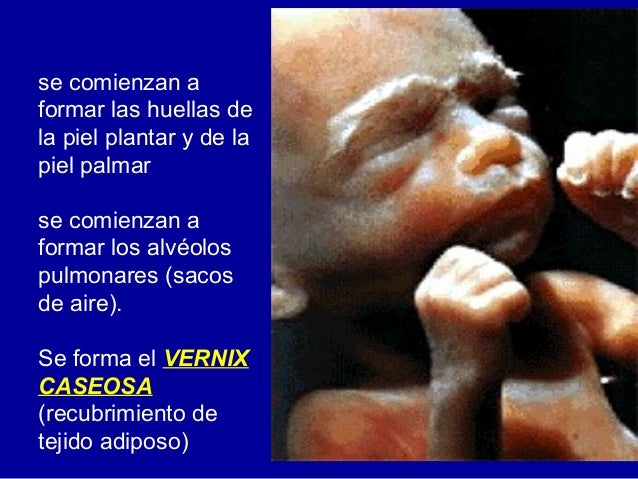 Periodo fetal