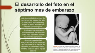 Periodo fetal Embriologia | PPTX