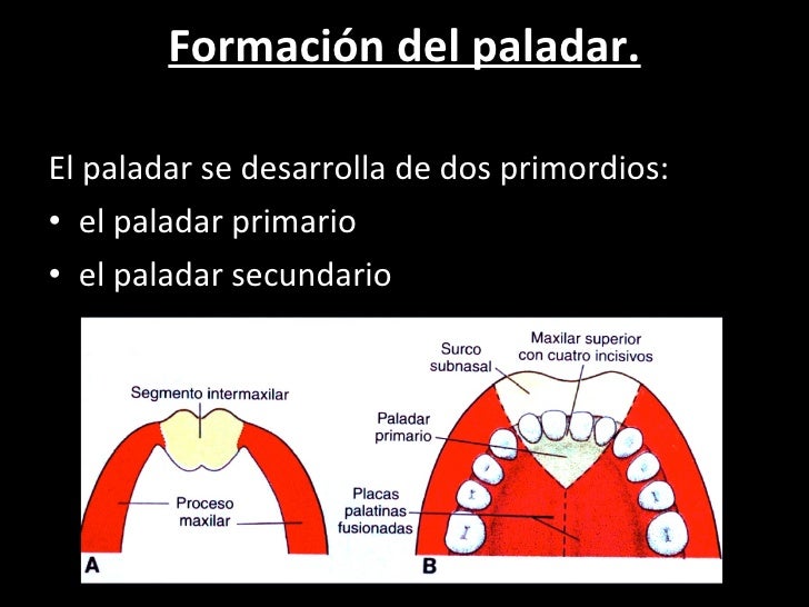 Periodo fetal y prefetal