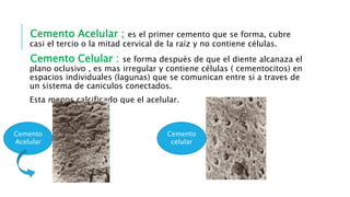 Tejidos de soporte , clasificación y diagnostico | PPTX
