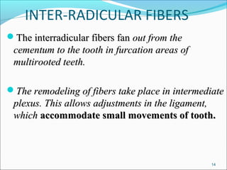 Periodontal ligament | PPT