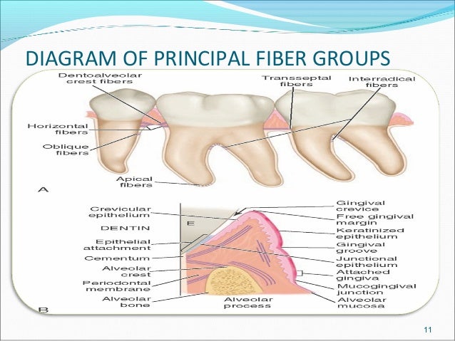Periodontal ligament