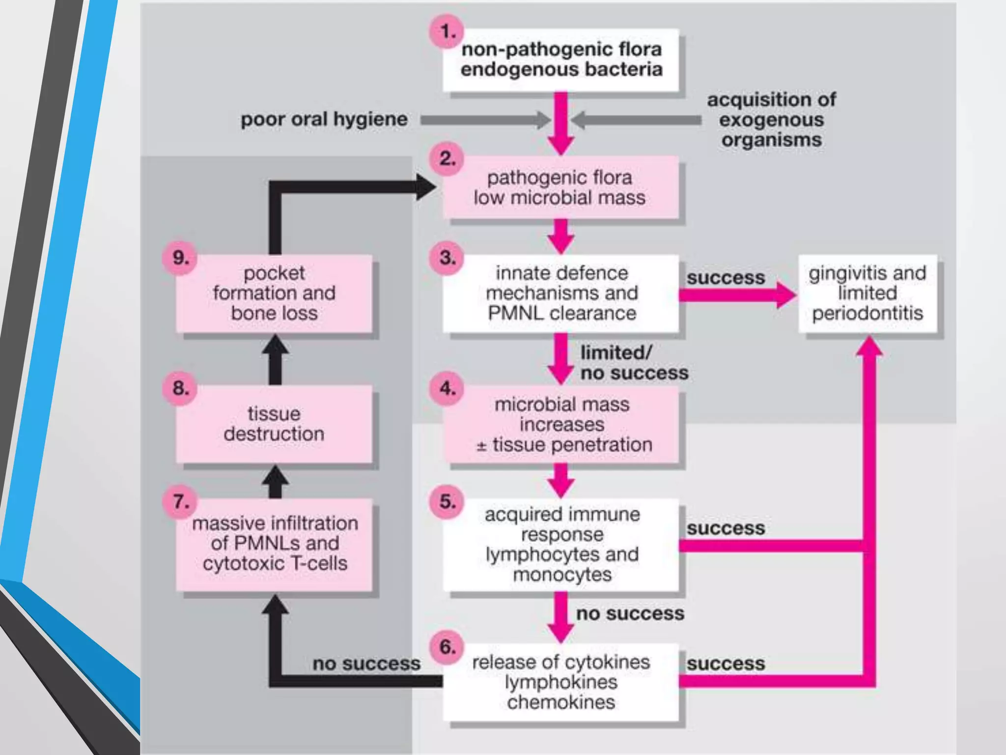 Periodontal pocket and CAL | PPTX