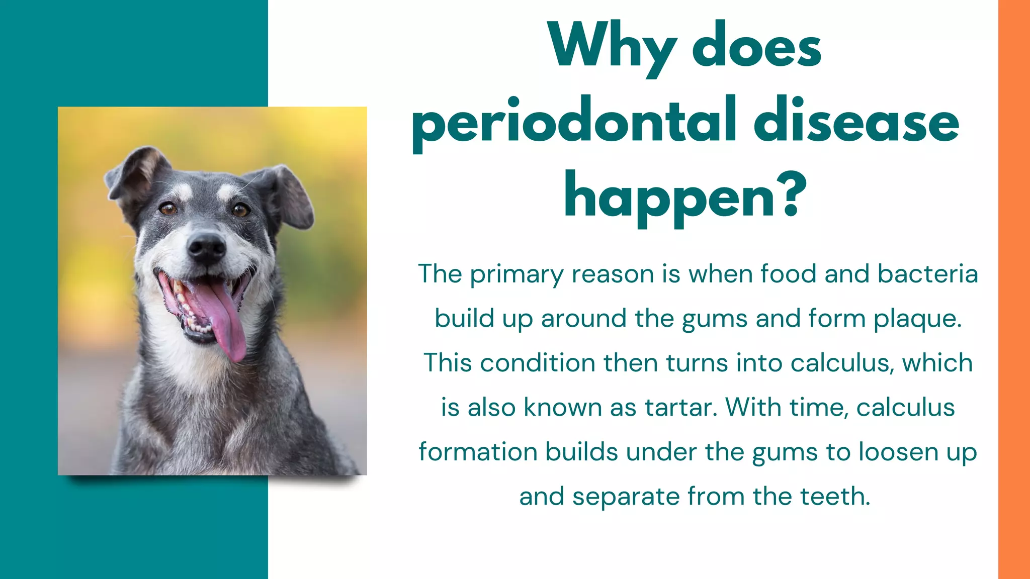 Periodontal Disease in Dogs.pdf