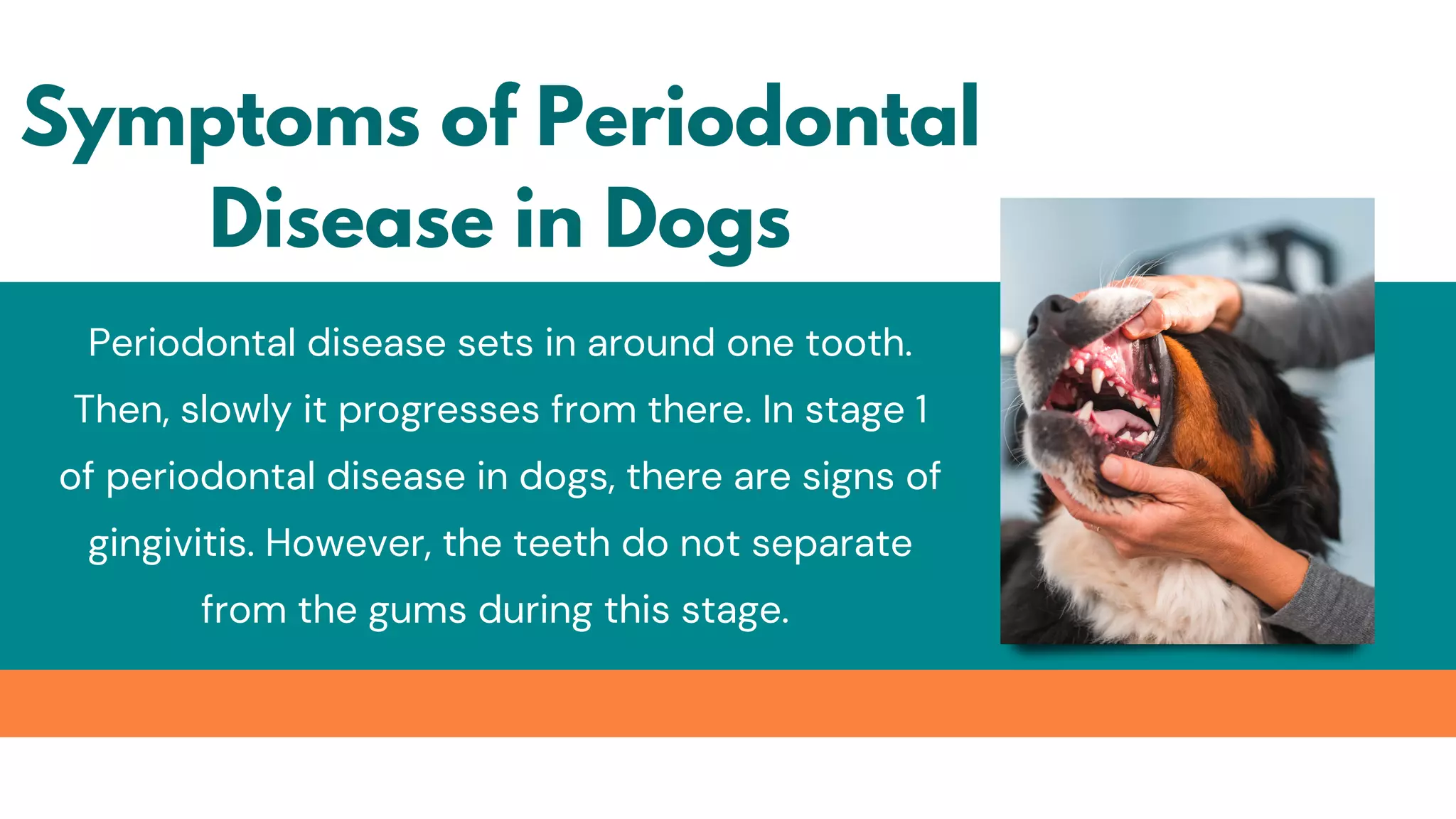 Periodontal Disease in Dogs.pdf