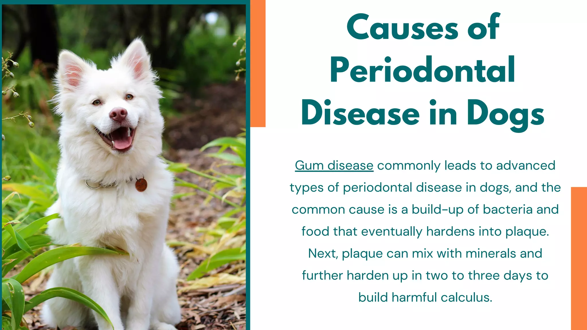 Periodontal Disease in Dogs.pdf