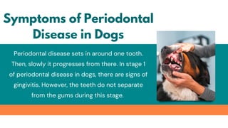 Periodontal Disease in Dogs.pdf