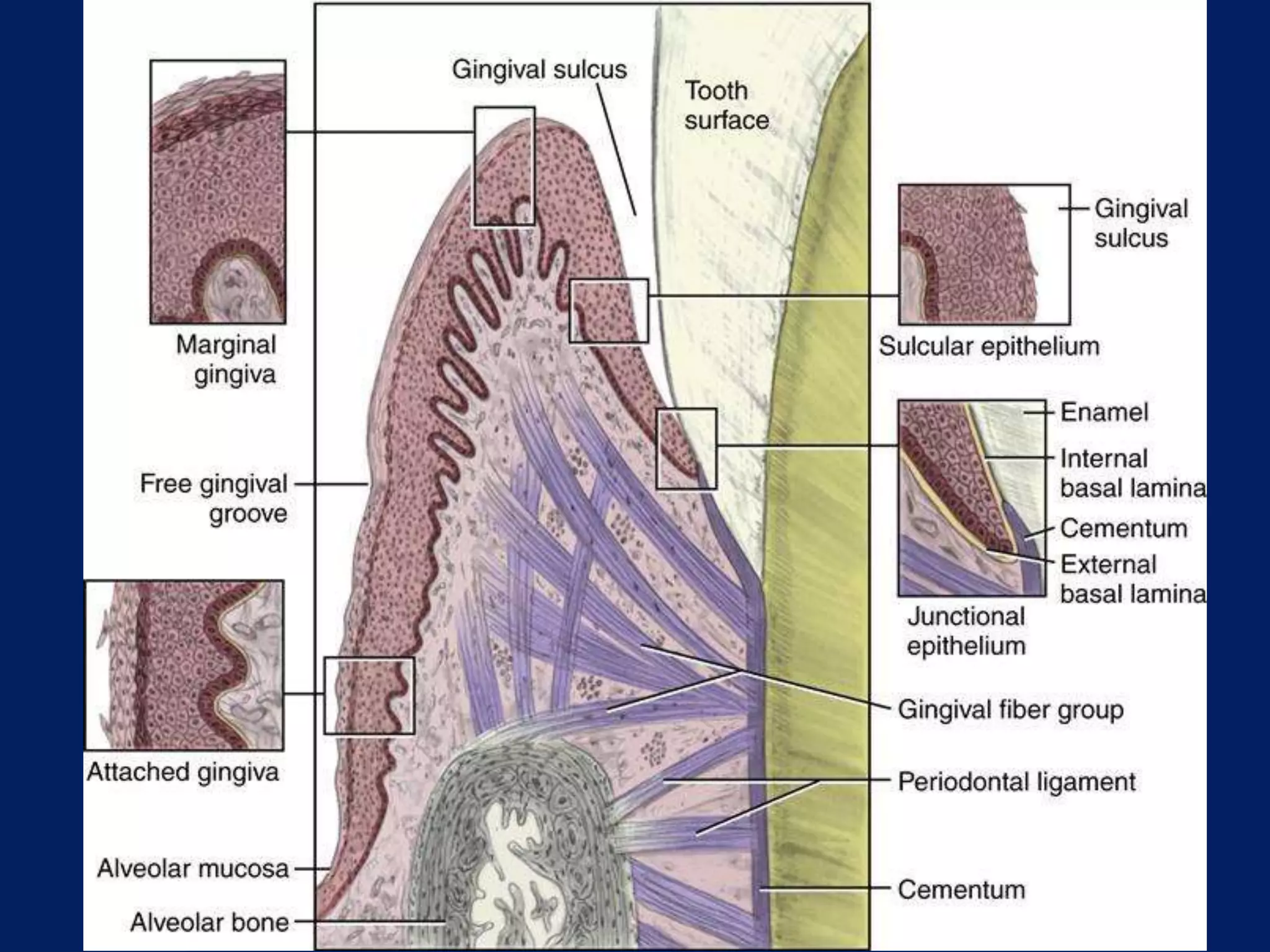 Periodontal diseases ppt | PPTX