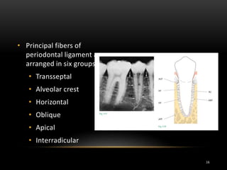 Periodontal ligament | PPTX