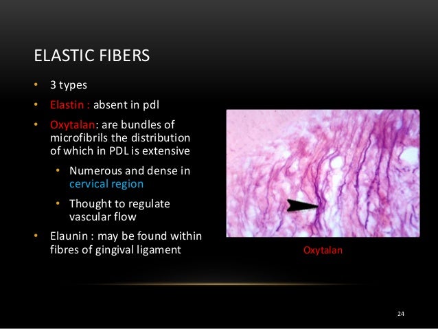 Periodontal ligament