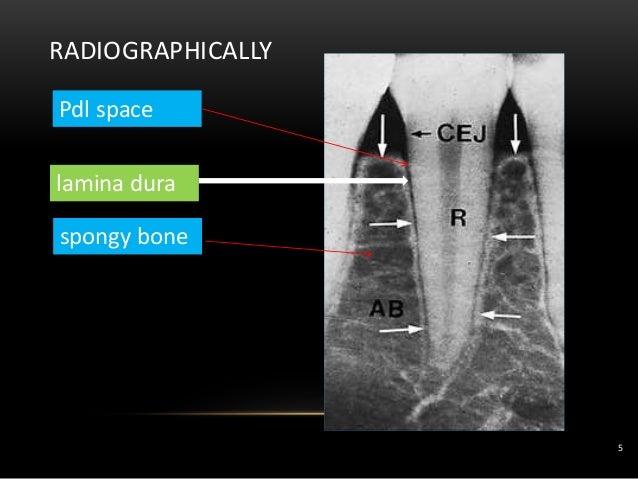 Periodontal ligament