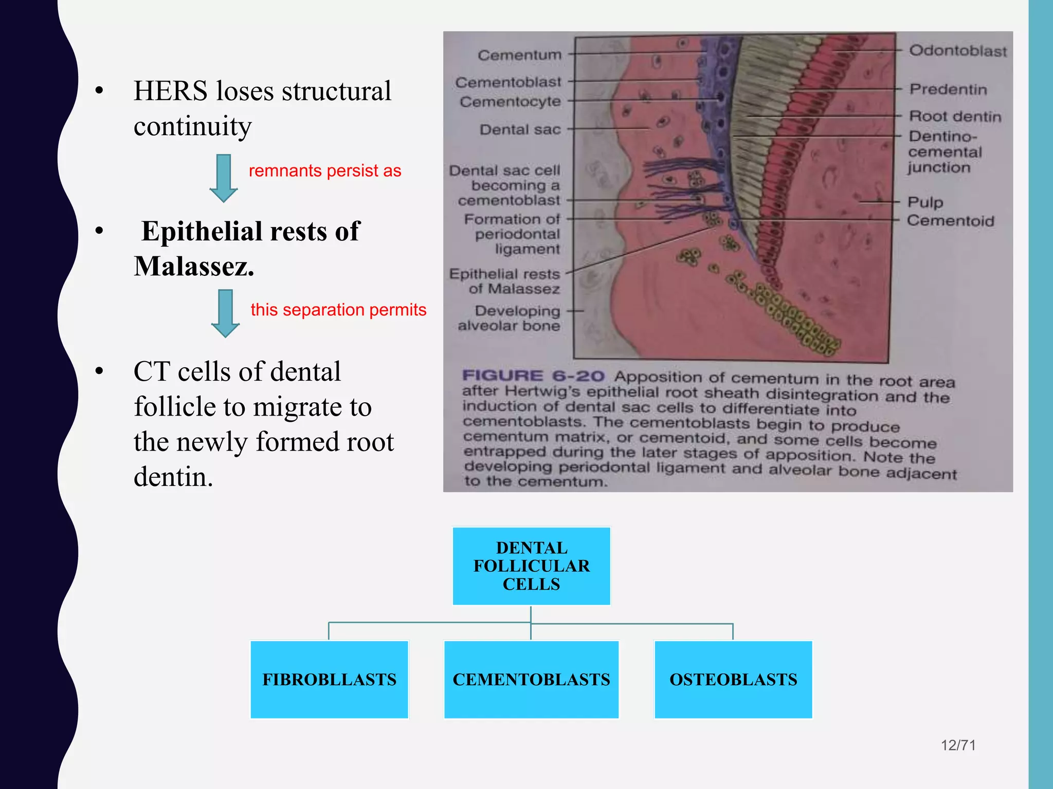 Periodontal ligament | PPTX