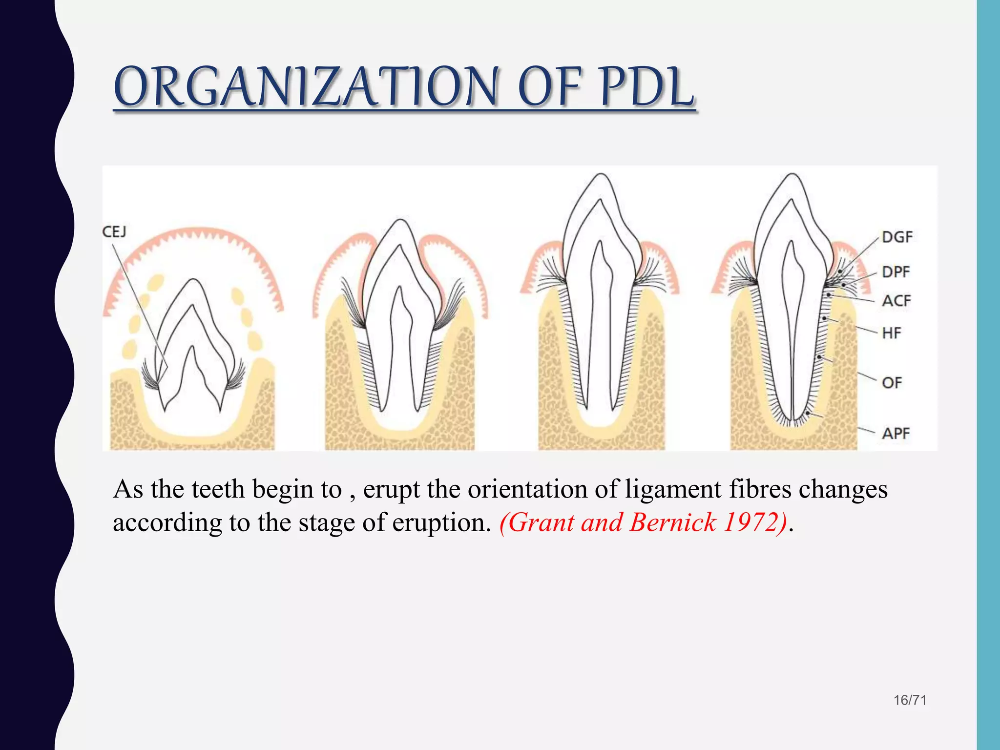 Periodontal ligament | PPTX