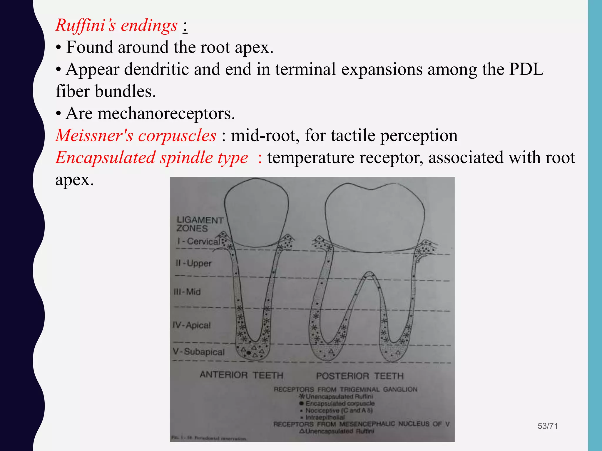 Periodontal ligament | PPTX