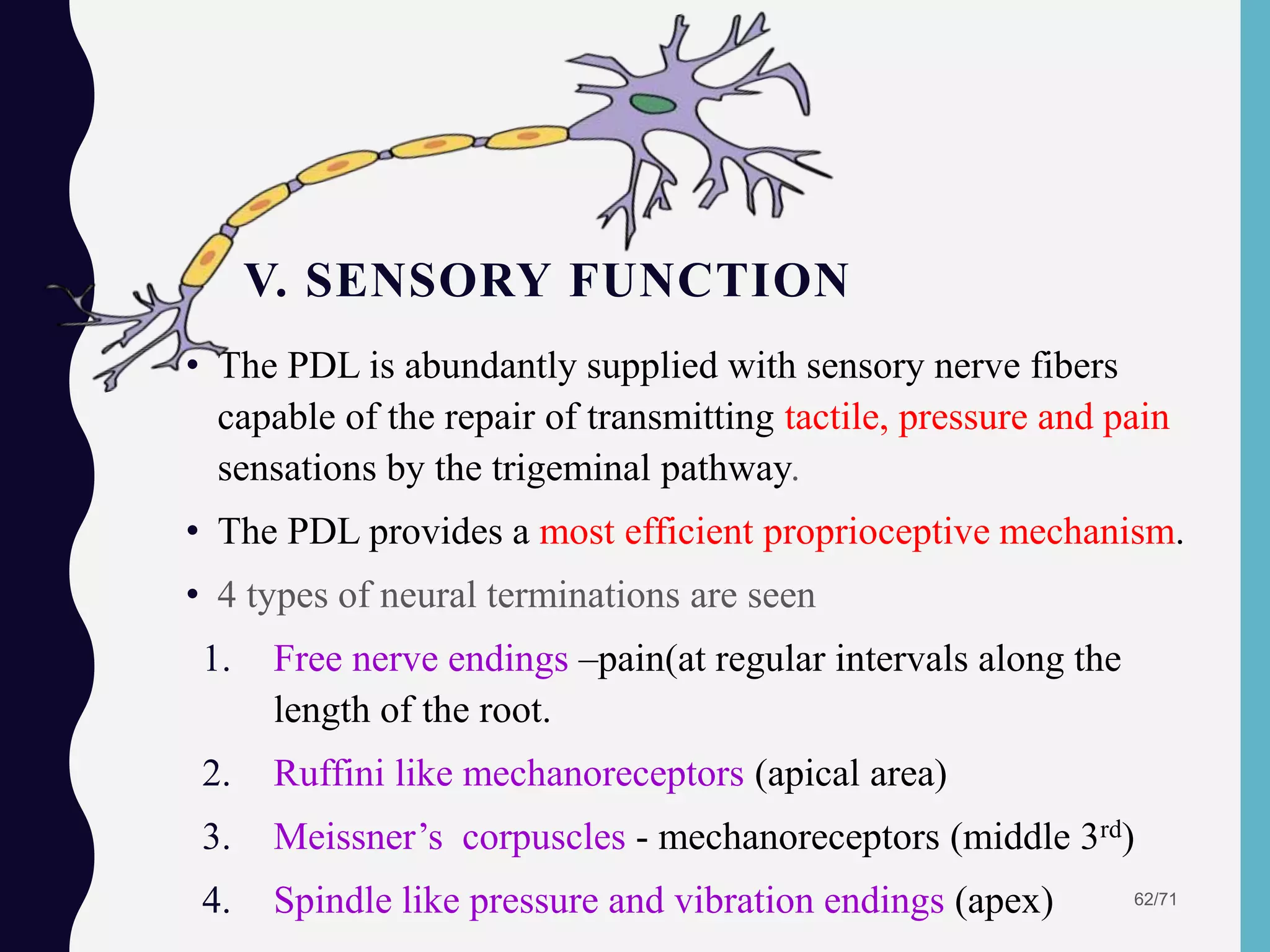 Periodontal ligament | PPTX