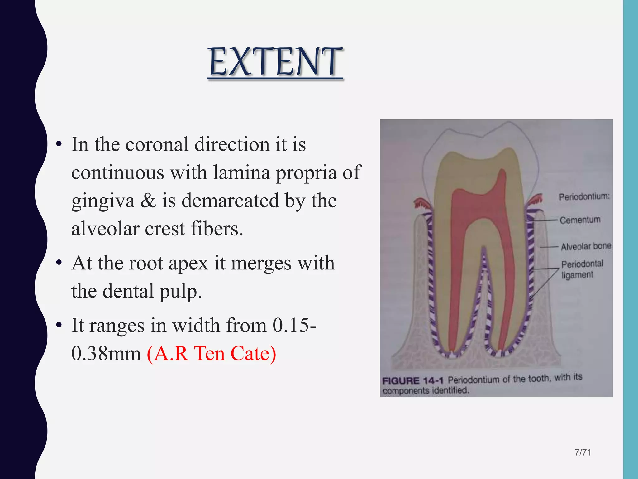 Periodontal ligament | PPTX