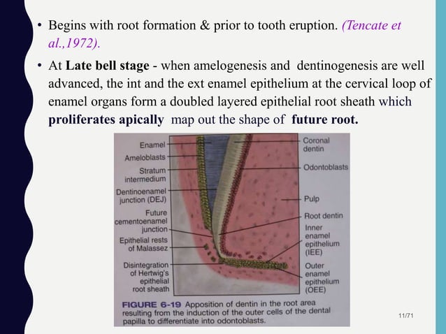 Periodontal ligament | PPTX | Dental Health | Diseases and Conditions