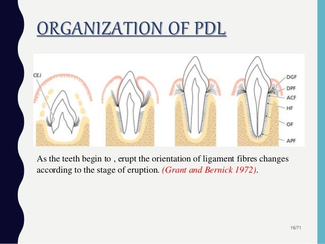 Periodontal ligament