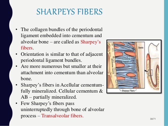 Sharpeys Fibers Teeth