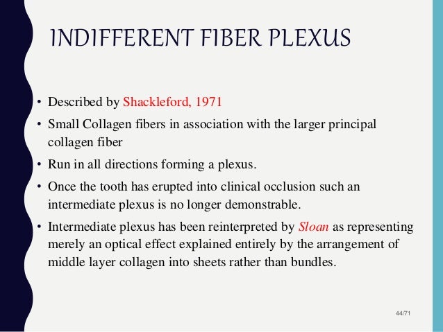 Periodontal ligament