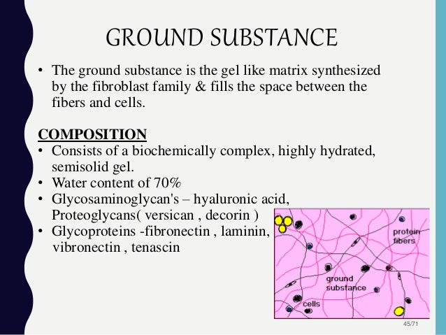 Periodontal ligament