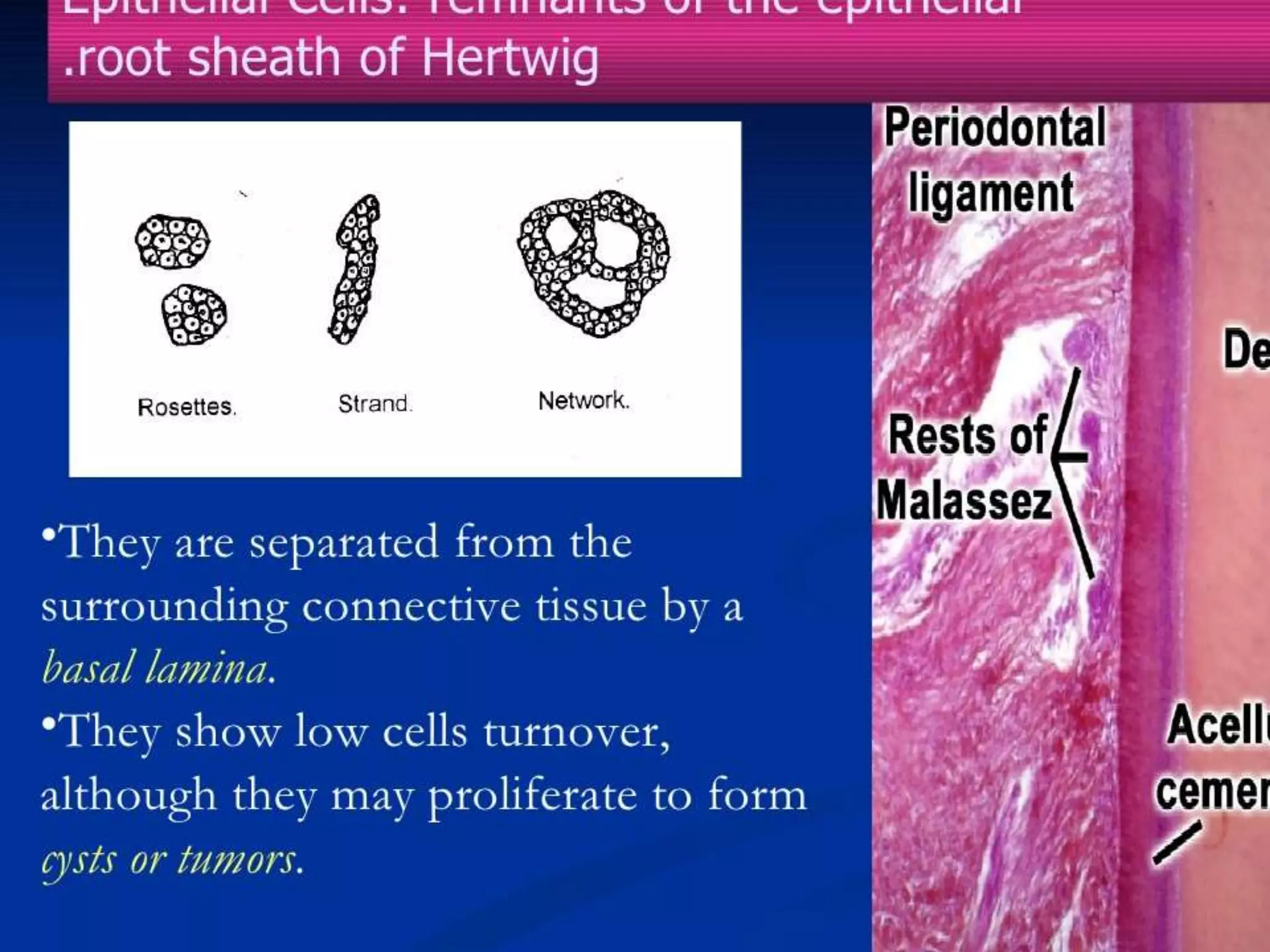 Periodontal ligament | PPT