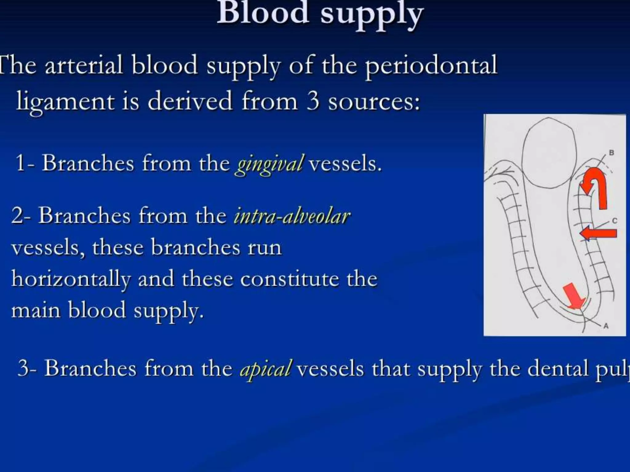 Periodontal ligament | PPT