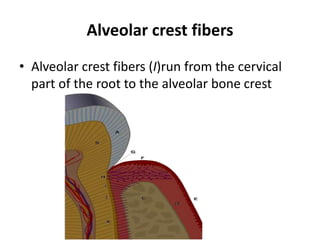 Periodontal ligament | PPTX