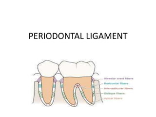 Periodontal ligament | PPT