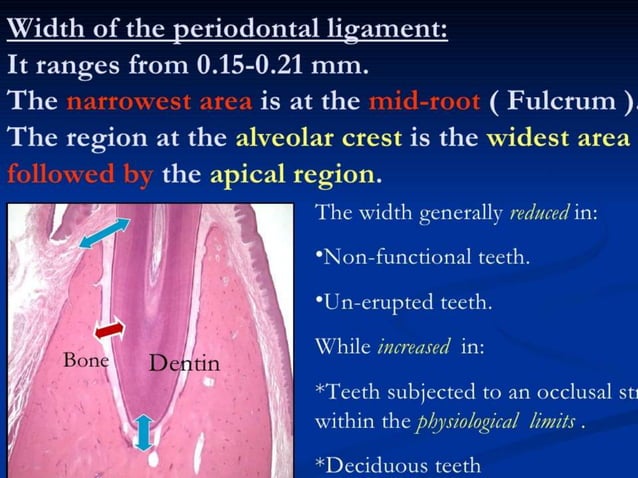 Periodontal ligament | PPT