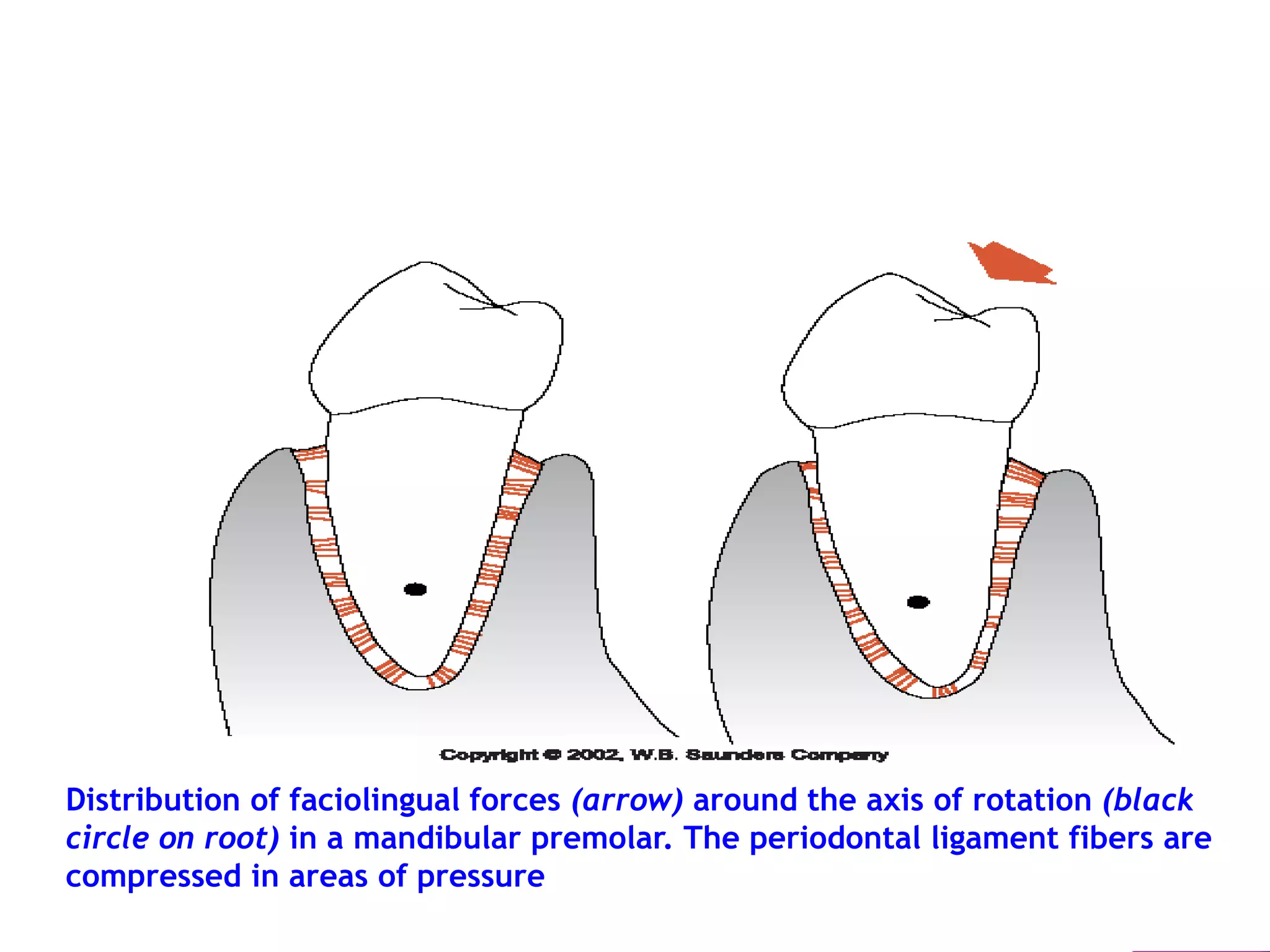 Periodontal ligament | PPTX