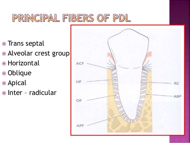 Periodontal ligament