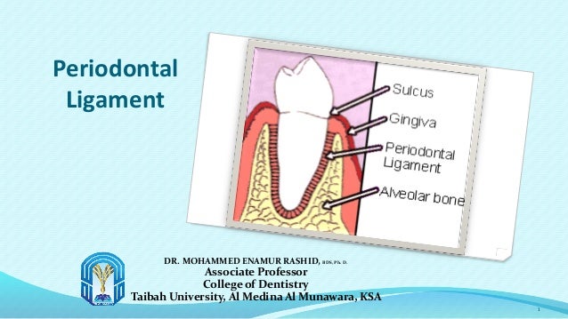 Periodontal ligament