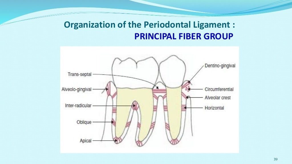Periodontal ligament