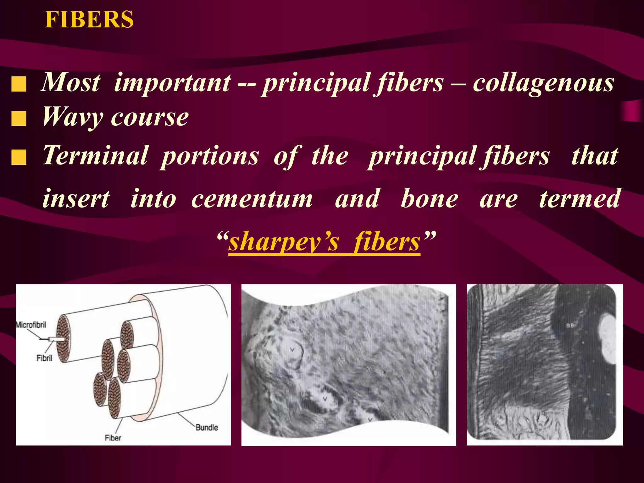 PERIODONTAL LIGAMENT.ppt