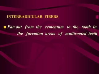 PERIODONTAL LIGAMENT.ppt