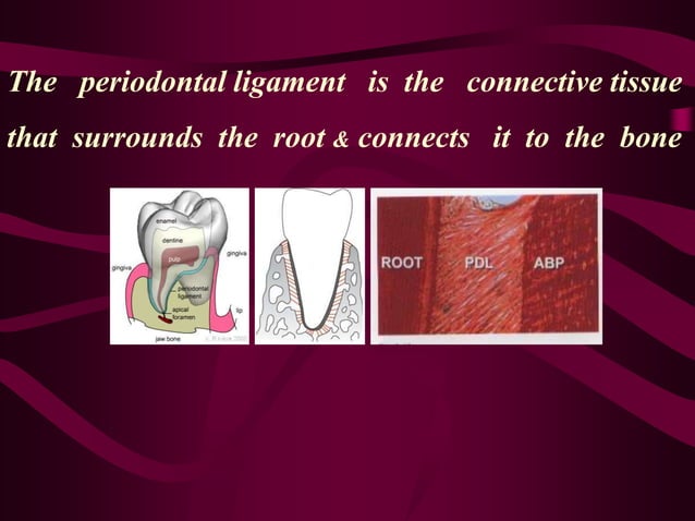 PERIODONTAL LIGAMENT.ppt