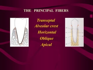 PERIODONTAL LIGAMENT.ppt