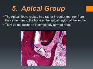 PERIODONTAL LIGAMENT.pptx